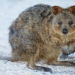 Rottnest Island All-Inclusive Grand Island Tour from Perth - Potential Drawbacks and Considerations