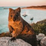 Rottnest Island: Lakes & Bays Guided 12km Hike - Beyond the Lakes: Lighthouses and Bays
