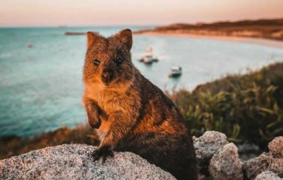 Rottnest Island: Lakes & Bays Guided 12km Hike - Beyond the Lakes: Lighthouses and Bays