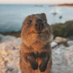 Rottnest Island Round-Trip Ferry from Perth - The Return Journey and Overall Value