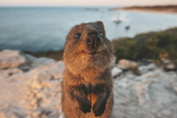 Rottnest Island Round-Trip Ferry from Perth - The Return Journey and Overall Value