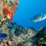 Rottnest Island scuba dive tour - Final Thoughts: Who Is This Tour Best For?
