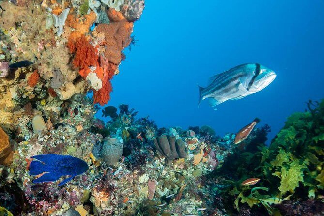 Rottnest Island scuba dive tour - Final Thoughts: Who Is This Tour Best For?