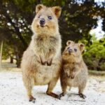 Rottnest Island Segway 1-Hour Settlement Tour - What You Can Expect During the Tour