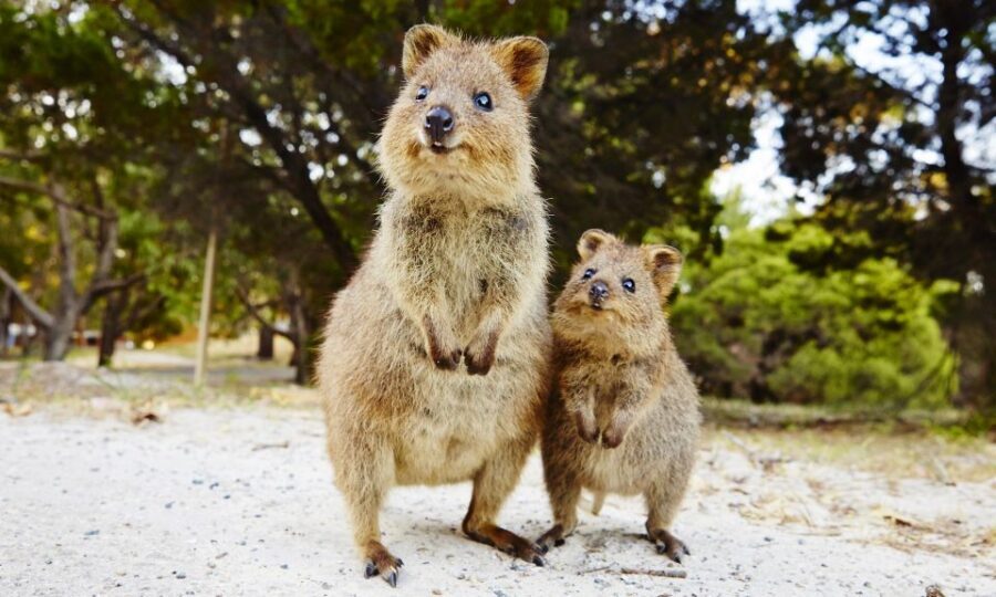 Rottnest Island Segway 1-Hour Settlement Tour - What You Can Expect During the Tour