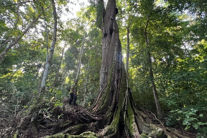 Rouge Beach Forest Walk - Authentic Perspectives from Travelers