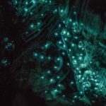 RUAKURI CAVES & HAMILTON GARDENS - Day Tour from Auckland - What Travelers Say