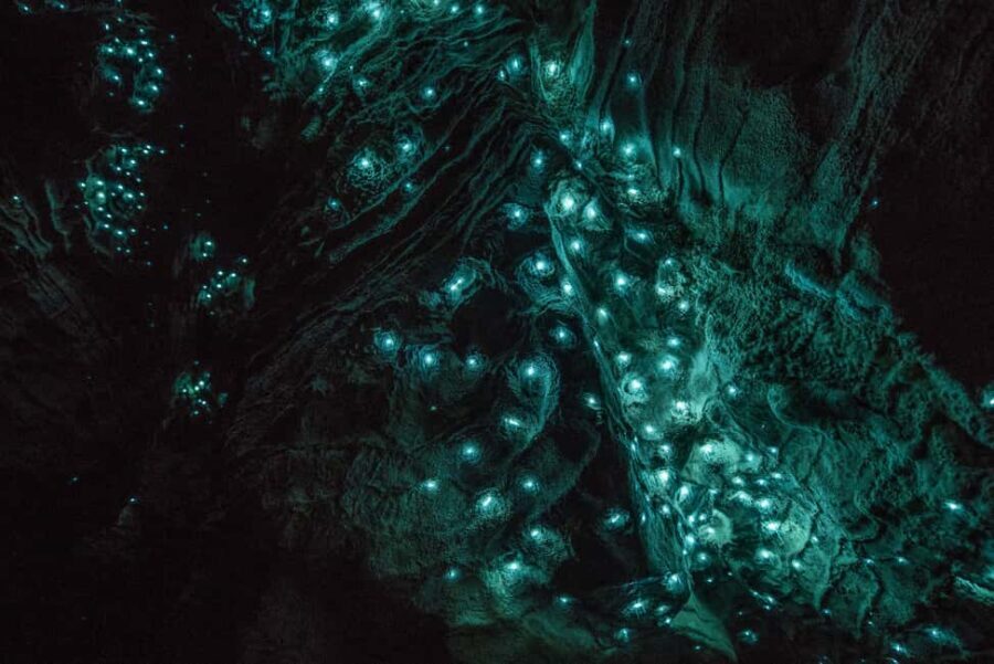 RUAKURI CAVES & HAMILTON GARDENS - Day Tour from Auckland - What Travelers Say