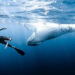 Sacred Experience Swimming with a Whale in Moorea - The Itinerary in Detail