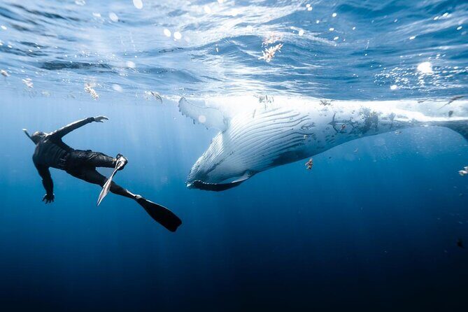 Sacred Experience Swimming with a Whale in Moorea - The Itinerary in Detail