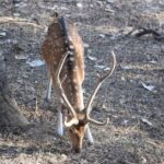 Same Day Ranthambhore WildLife Tour From Jaipur - Analyzing the Value and Practicalities
