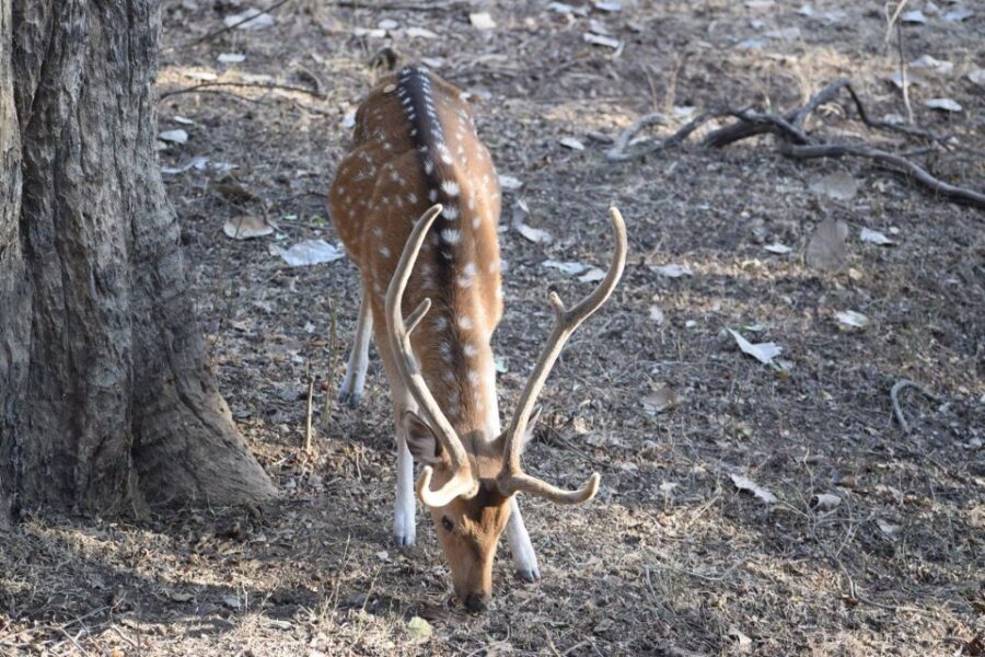 Same Day Ranthambhore WildLife Tour From Jaipur - Analyzing the Value and Practicalities
