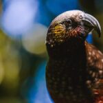 Sanctuary Mountain (Mt Maungatautari) & Waitomo Luxury Day tour from Auckland - What’s the Value?