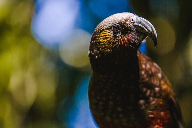 Sanctuary Mountain (Mt Maungatautari) & Waitomo Luxury Day tour from Auckland - What’s the Value?