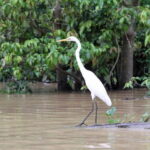 Sandakan: 3D2N The Wild Heart of Borneo River Secrets - Wildlife Viewing: Expect the Unexpected