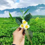 Sapa: Tea Hills, Waterfalls, and Hot Springs 1-Day Bike Tour - Lunch and Hot Spring Relaxation