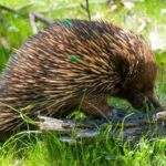 Sapphire Coast: 7h Shore Excursion with Aussie Morning Tea - The Native Forest Walks and Wildlife Encounters