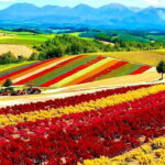 Sapporo: Furano Lavender & Biei Blue Pond Tour with Lunch - What Travelers Say: Authentic Experiences and Practical Insights