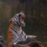 Sariska Tiger Reserve: Gypsy & Canter jungle Safari Transfer - The Safari Experience: What to Expect