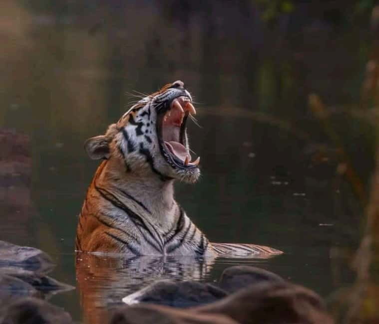 Sariska Tiger Reserve: Gypsy & Canter jungle Safari Transfer - The Safari Experience: What to Expect