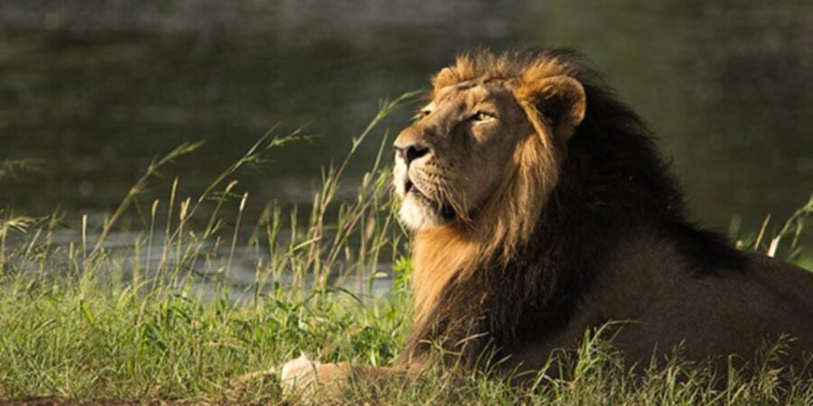 Sasan Gir: Devalia Park Safari with Skip-the-Line Access - How the Tour Works