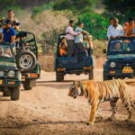 Sawai Madhopur: Ranthambore National Park Guided Jeep Safari - Authentic Experiences and Practical Insights from Reviews