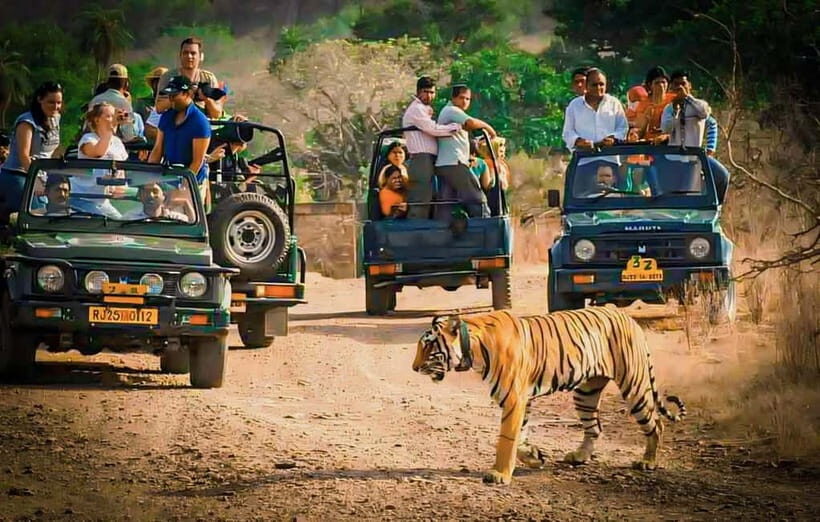 Sawai Madhopur: Ranthambore National Park Guided Jeep Safari - Authentic Experiences and Practical Insights from Reviews