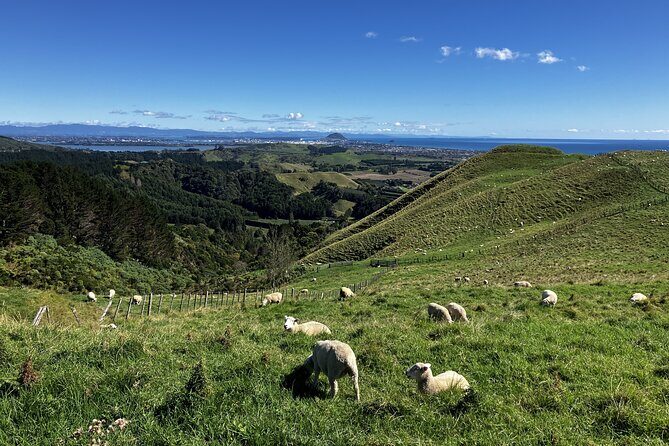 Scenic Short Hike Tour - Papamoa Hills and McLaren Falls - What’s Included and What You Should Know