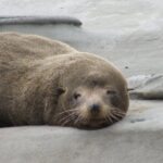 Scenic South Wairarapa Full Day Tour from Wellington - Whats Included and Why It Matters