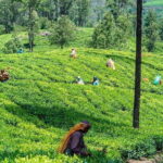 Scenic Train Ride Ella To Horton Plains National Park And Drop Nuwara Eliya - Analysis of Value and Practical Details