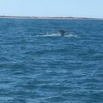 Scuba Dive Ningaloo Reef - Why Choose This Tour?