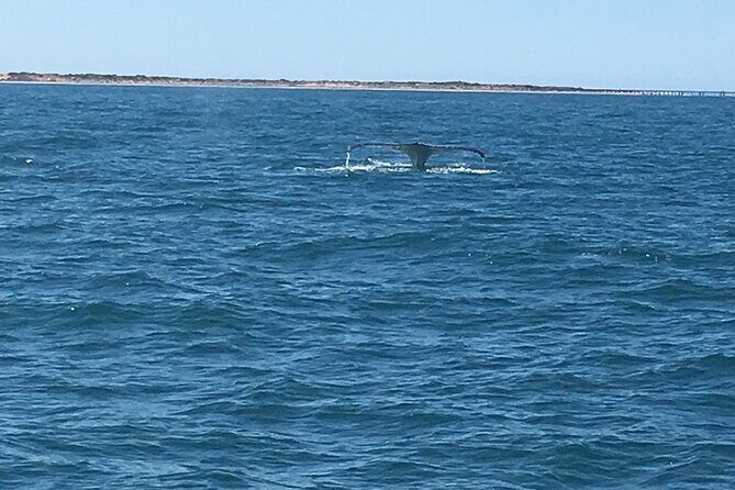 Scuba Dive Ningaloo Reef - Why Choose This Tour?
