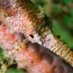 Scuba Dive The Beautiful Rottnest Island for Certified divers - Who Is This Tour Best For?