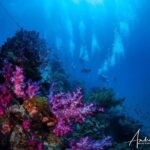 Scuba Dive the S.S. Yongala Wreck on the Great Barrier Reef. - Detailed Itinerary and Highlights
