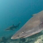 Scuba Dive With Grey Nurse Sharks in Bushrangers Bay - The Sum Up