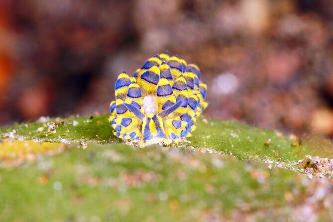 Scuba Diving at Tulamben macro dive sites - How the Tour Is Structured