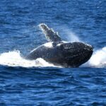 Sea Cliff Bridge, Kiama Blowhole, Beaches & Farmlands Small Group - What Reviewers Say
