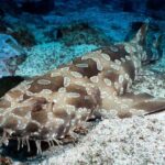 SEA LIFE Kelly Tarlton's General Admission - What You Can Expect from the Tour