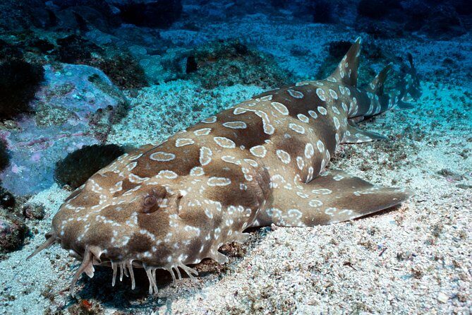 SEA LIFE Kelly Tarlton's General Admission - What You Can Expect from the Tour
