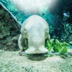 SEA LIFE Sydney Aquarium Entry Ticket - What Makes SEA LIFE Sydney Aquarium Special