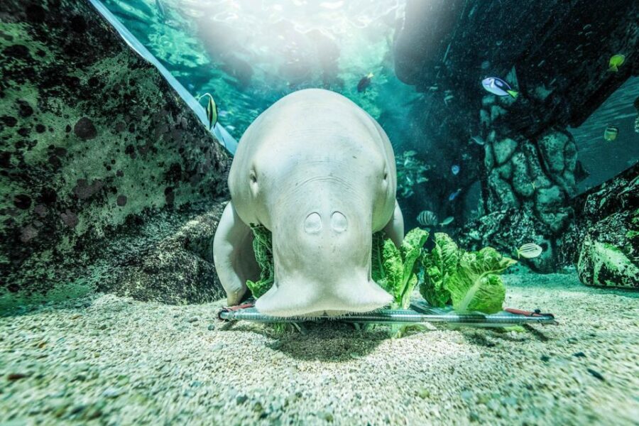 SEA LIFE Sydney Aquarium Entry Ticket - What Makes SEA LIFE Sydney Aquarium Special