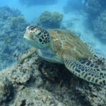 Sea Scooter Jet Snorkeling "Moorea Dream Adventure" - Authentic Experiences and Tips