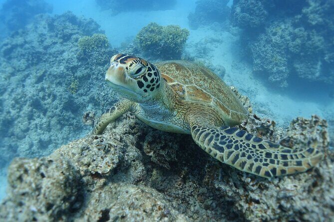 Sea Scooter Jet Snorkeling "Moorea Dream Adventure" - Authentic Experiences and Tips
