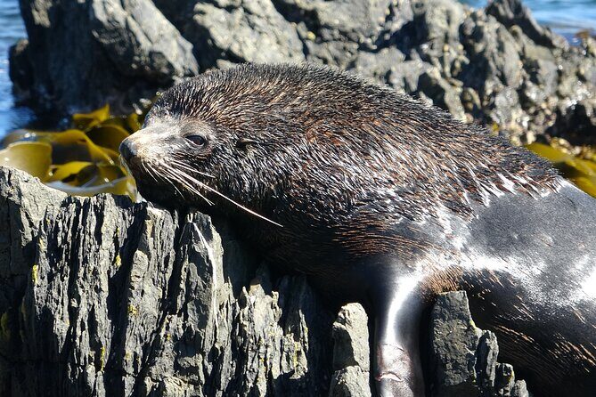 Seal Coast Safari - Exclusive access to Wellington's secret coast - The Scenic Drive and Farm Visits
