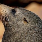 Seal & Dolphin Adventure - Exploring Broken Bay: What Makes This Tour Special?