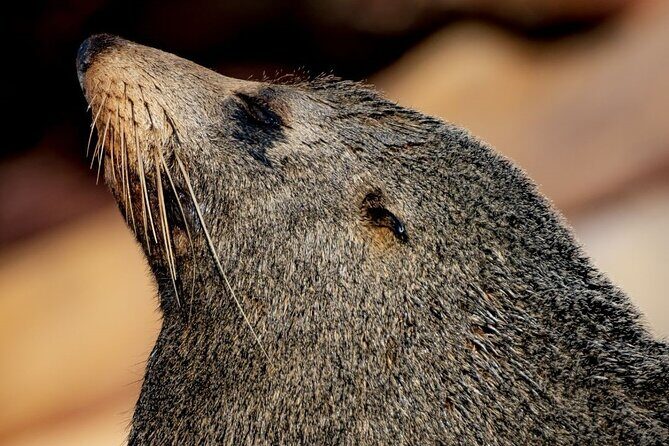 Seal & Dolphin Adventure - Exploring Broken Bay: What Makes This Tour Special?
