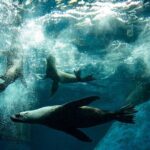 Seal Experience at Melbourne Zoo - excl. entry - Exploring the Seal Experience at Melbourne Zoo