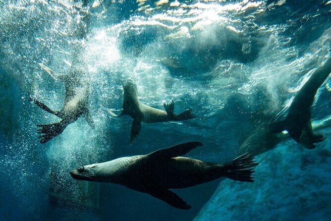 Seal Experience at Melbourne Zoo - excl. entry - Exploring the Seal Experience at Melbourne Zoo