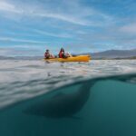 Seal Kayaking Adventure in Kaikoura - Final Thoughts: Is It Worth It?