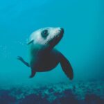 Seal Sanctuary Tour - Guided Kayaking - New Zealand - Practical Tips for Future Participants